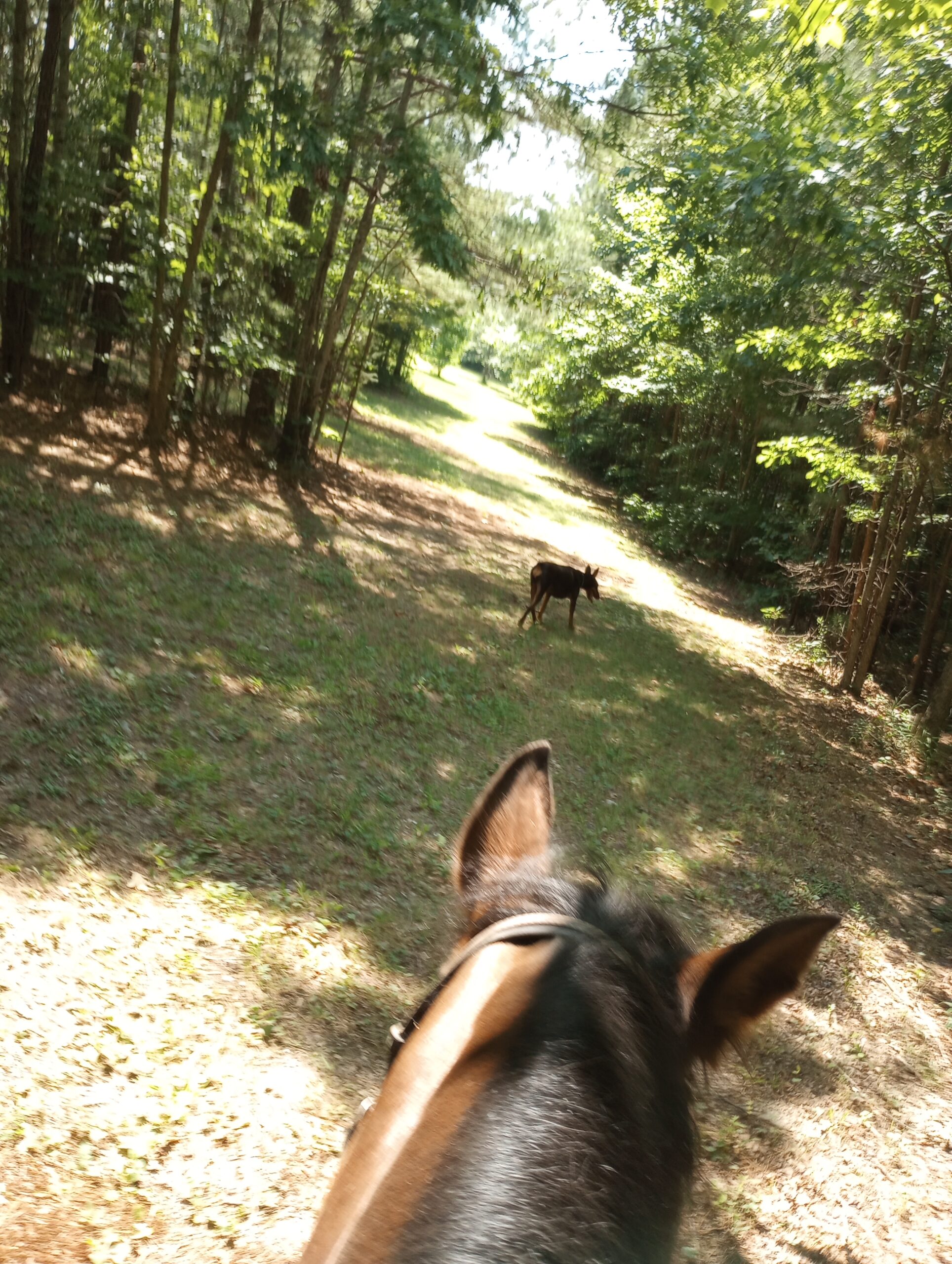 RIDING ALONE - Dutch Henry, Author