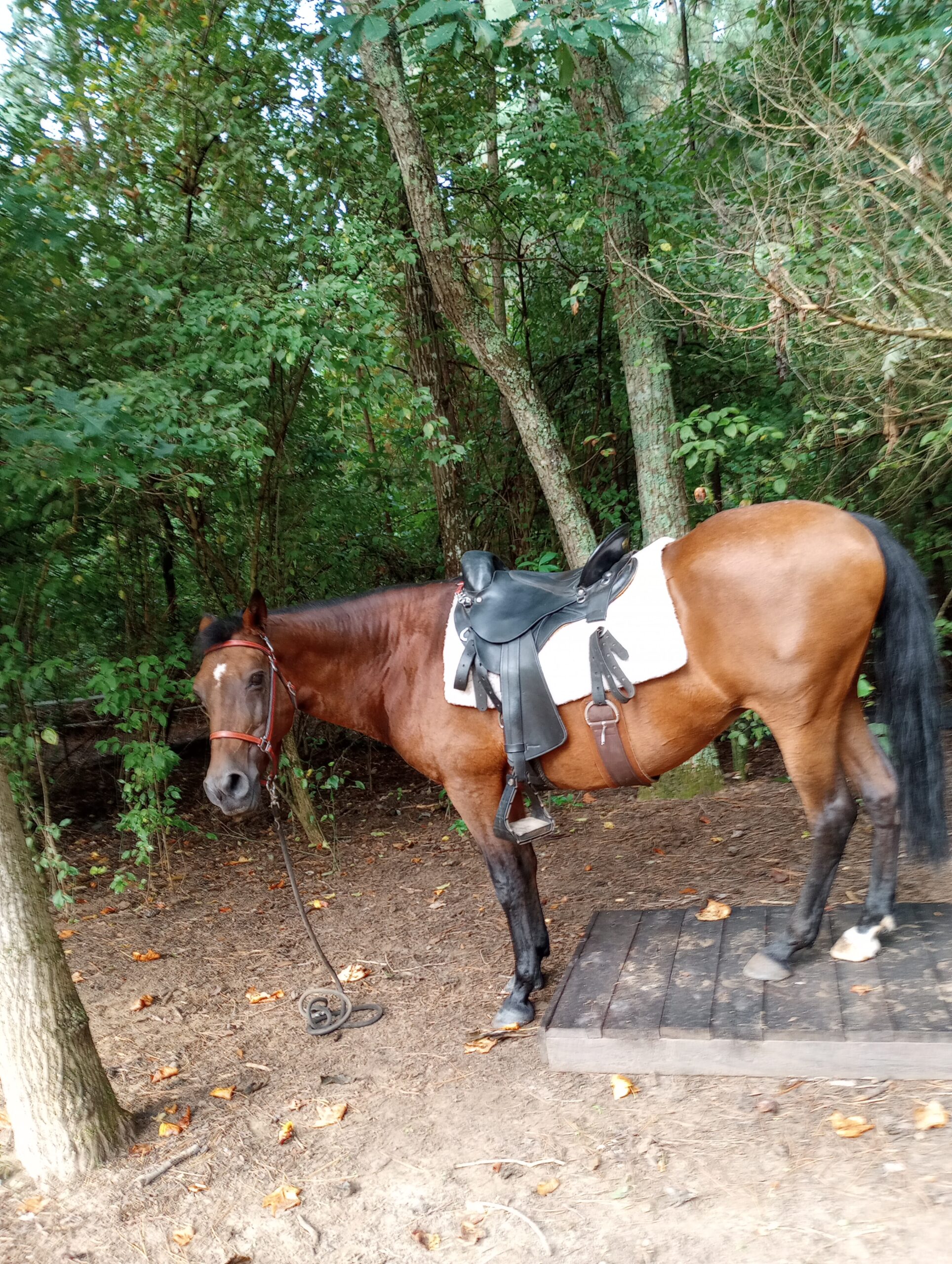 Horses Have A Pause Button - Dutch Henry, Author