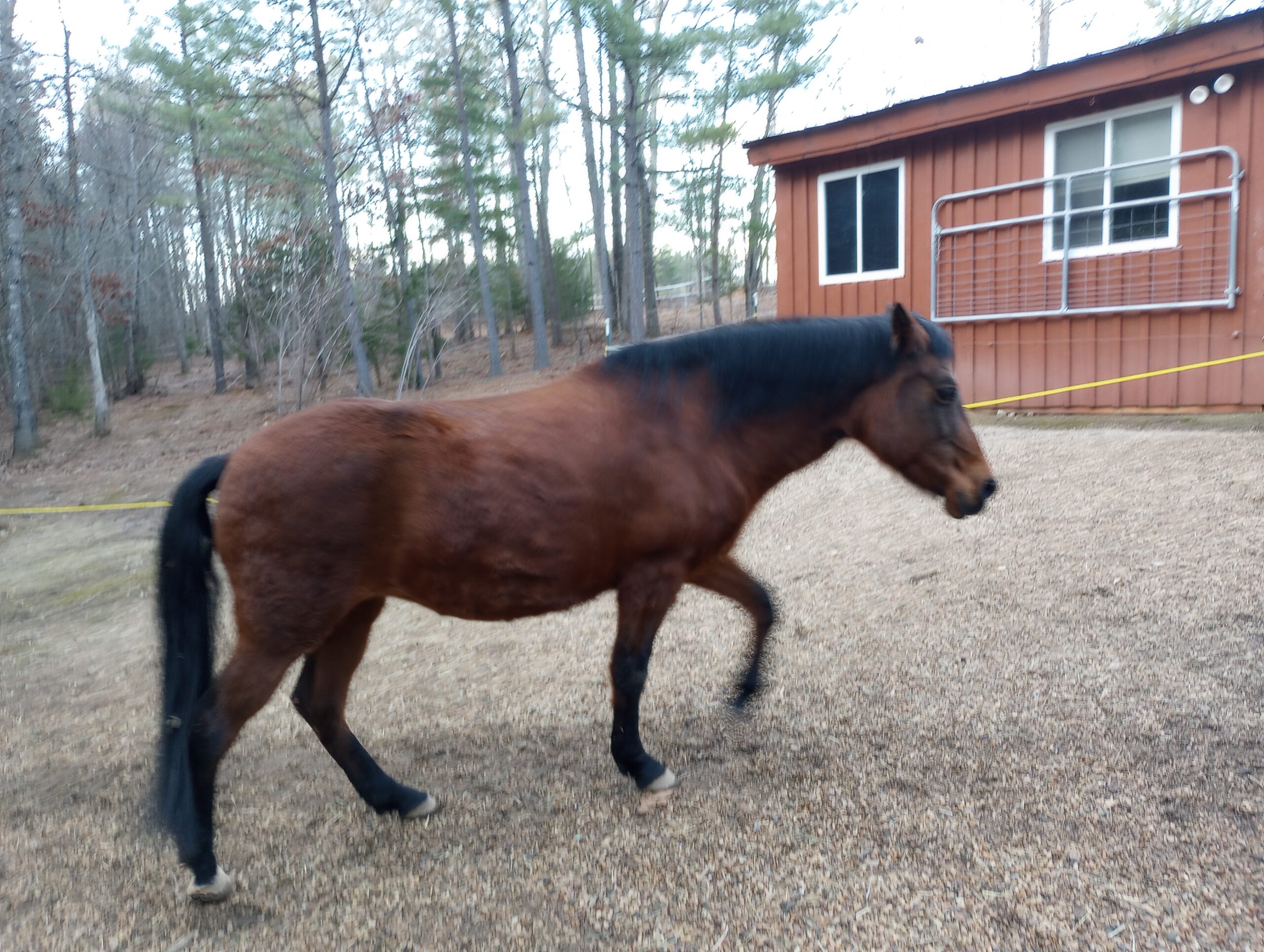 IDLE TIME EQUINE POSTURE PROBLEMS | Dutch Henry, Author