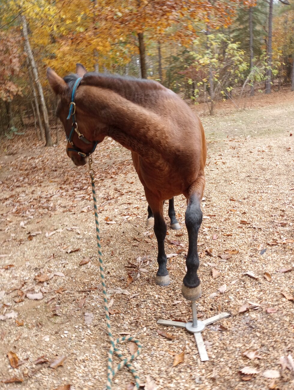 TRANSITIONING A HORSE TO BAREFOOT, Dutch Henry