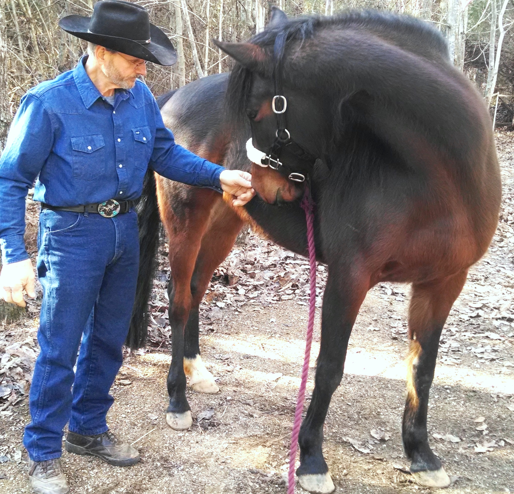 Easy, Fun Stretches For Your Horse-Carrot Stretches|Dutch Henry