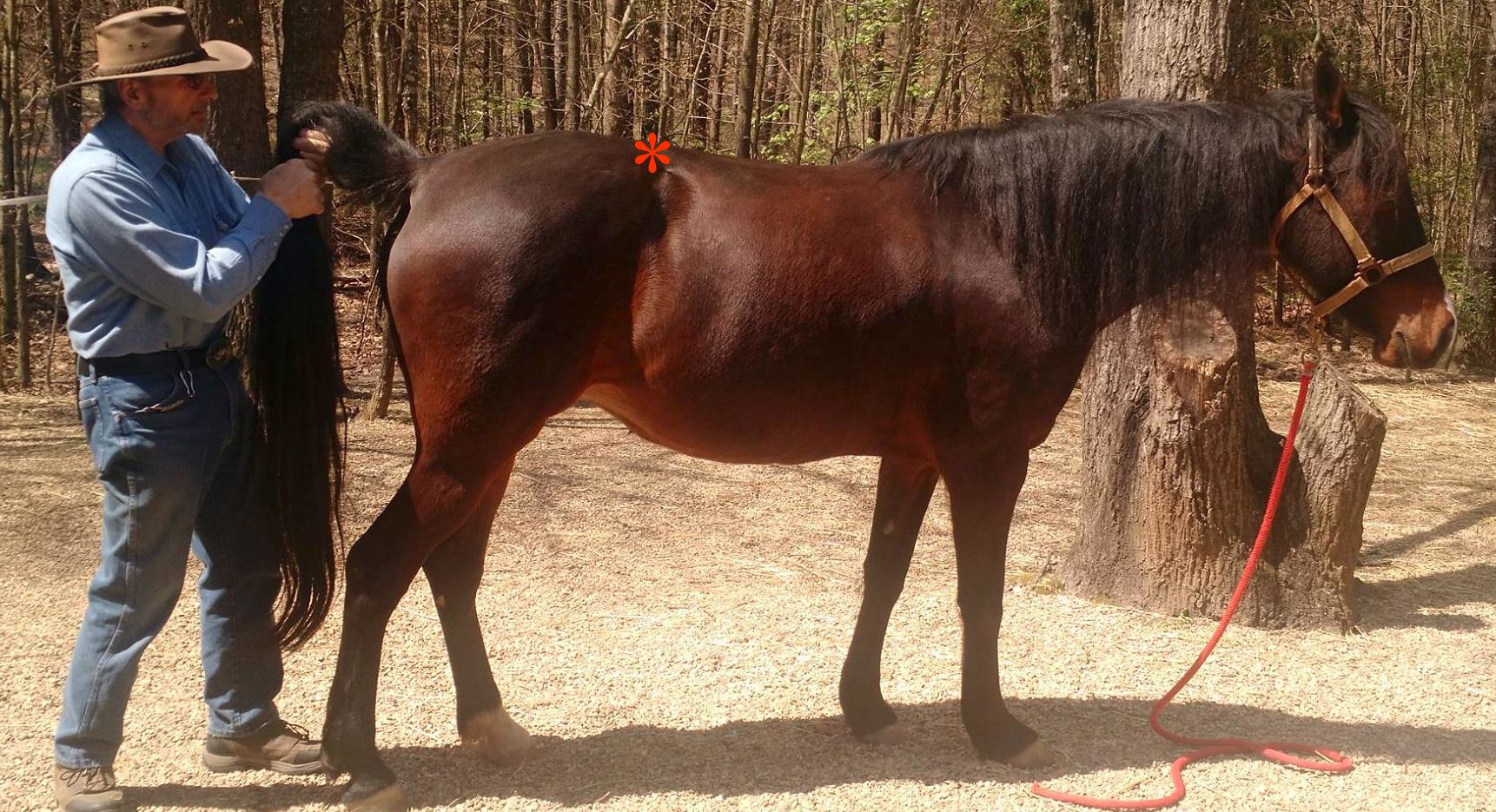 RELEASE THE LUMBOSACRAL JOINT IN YOUR HORSE