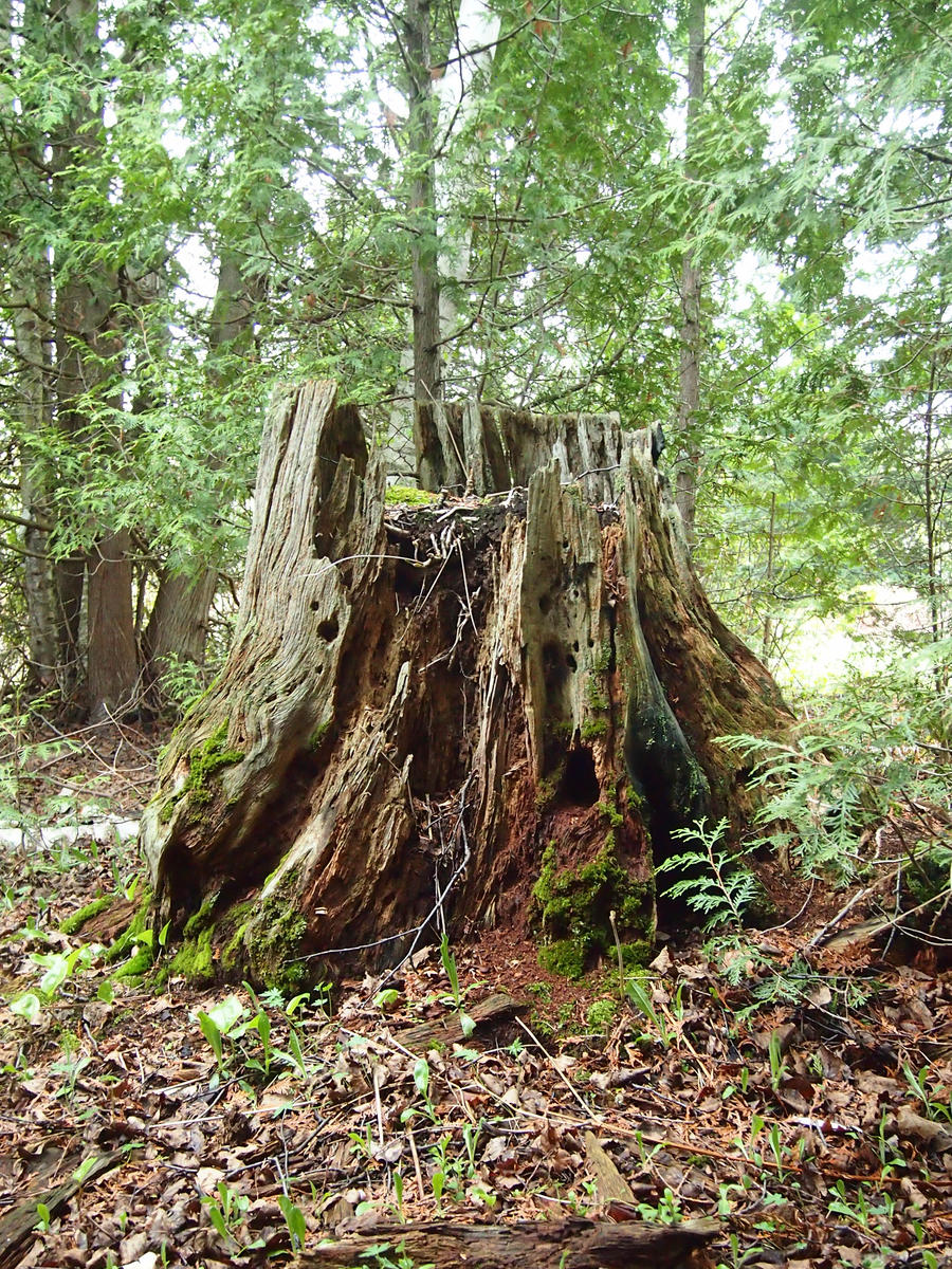 THE OLD GNARLED STUMP, Dutch Henry