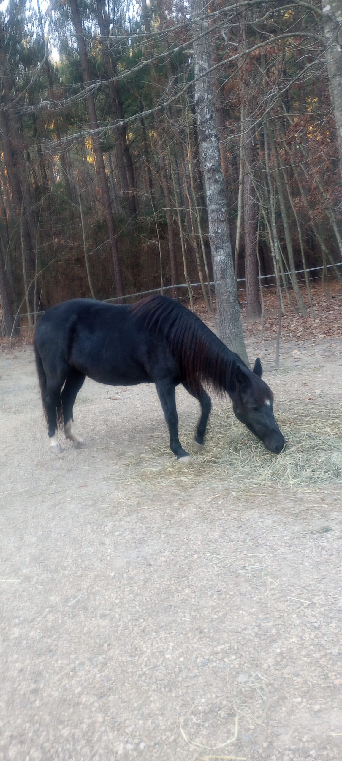 MISS LIZZY CONQUERS HEAVES, Dutch Henry.