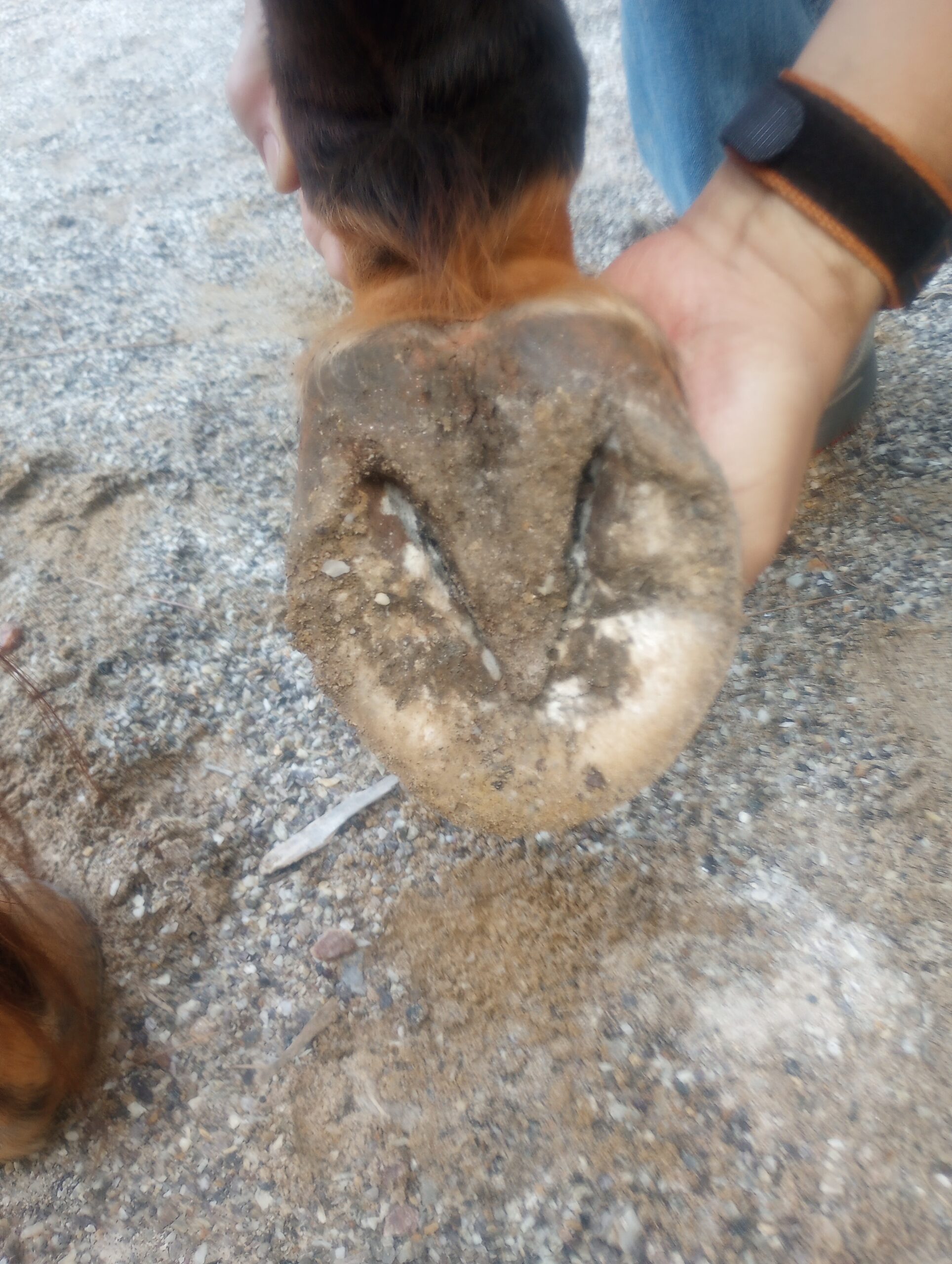 THRUSH: A CONVERSATION - Dutch Henry, Author